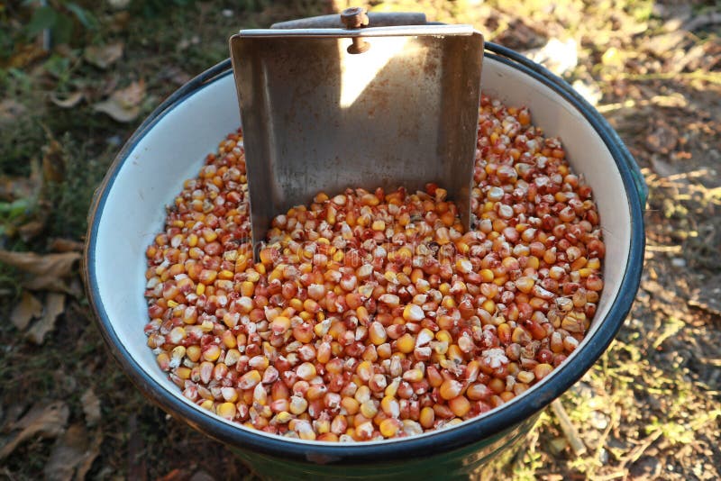 Bucket full of corn stock image. Image of farmer, outside - 17265551