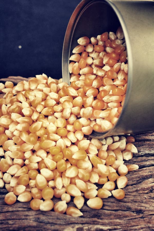 Corn grain stock photo. Image of agriculture, kernels - 33604146
