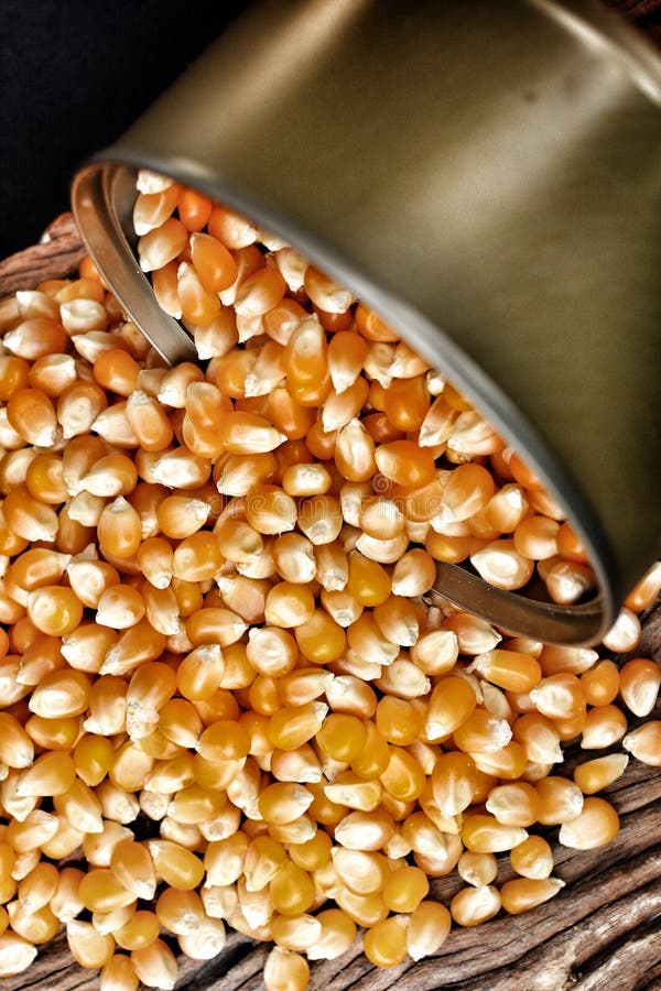 Corn grain stock image. Image of nutrition, detail, harvest - 33604195