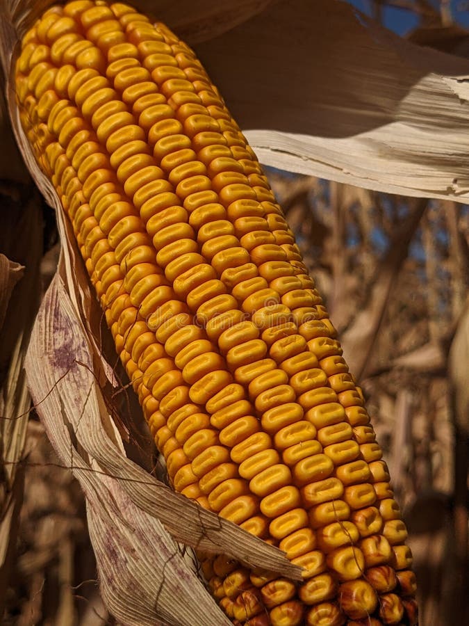 Corn grain in cobs. Autumn stock photo. Image of corn - 346294402