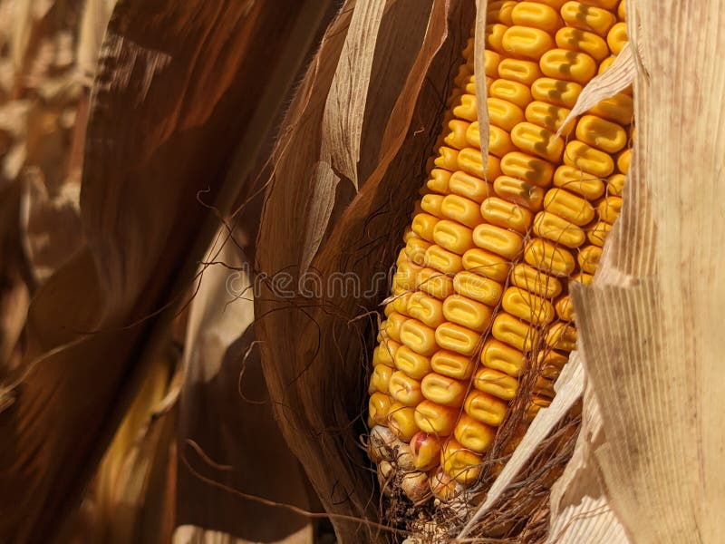 Corn grain in cobs. Autumn stock image. Image of leaf - 346294459