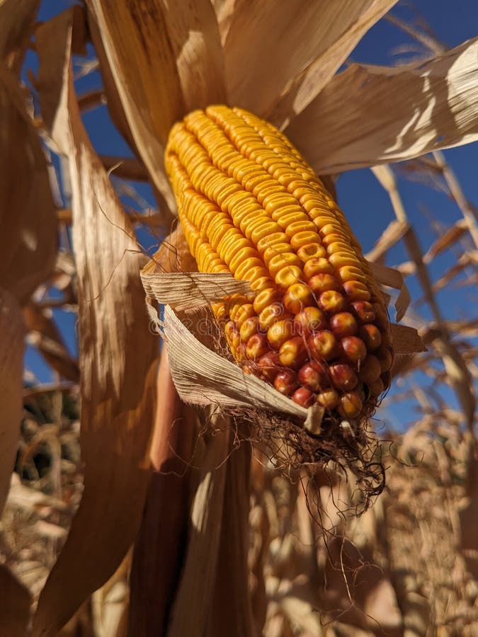 Corn grain in cobs. Autumn stock image. Image of cuisine - 346294417