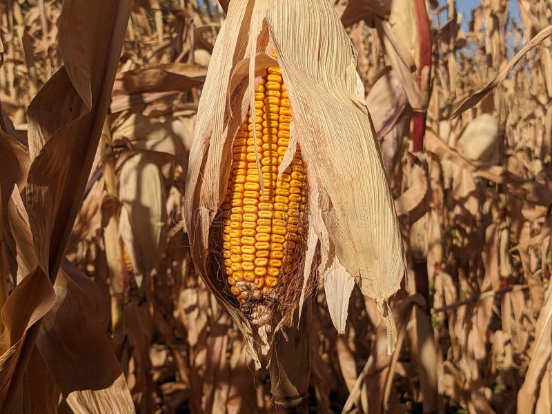 Corn grain in cobs. Autumn stock photo. Image of yellow - 346294440