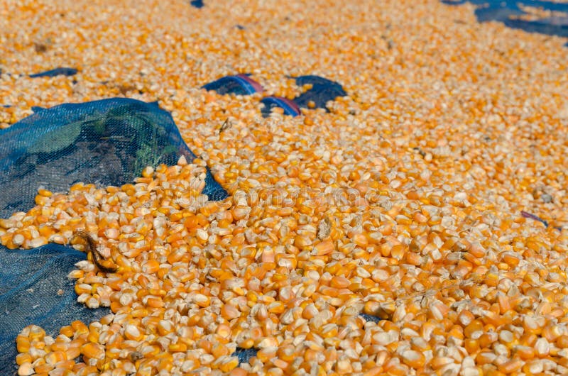 Corn grain stock photo. Image of maintenance, agriculture - 41520528