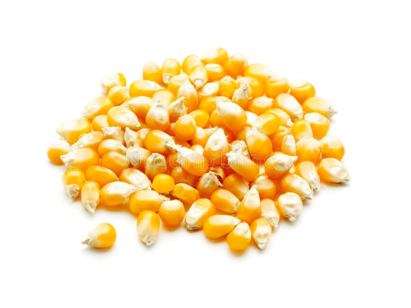 Corn grain isolated stock photo. Image of grain, agriculture - 21146528