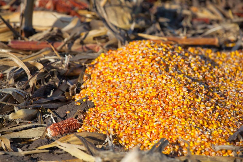 Ear of Corn with Loose Kernels Stock Photo - Image of food, corn: 11294478