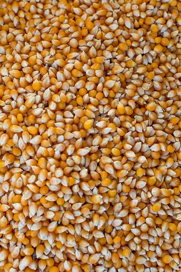 Corn Grain in Market stock photo. Image of horizontal - 127796960