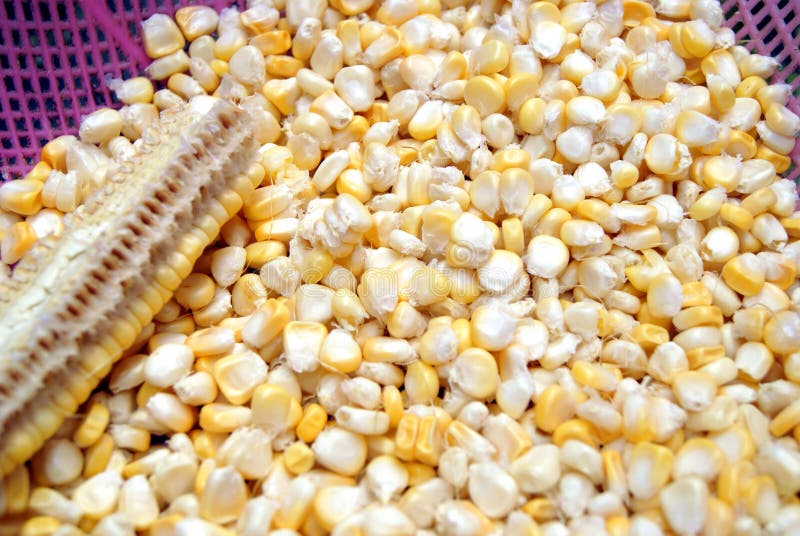 Corn grain stock image. Image of grain, products, vegetables - 31955817