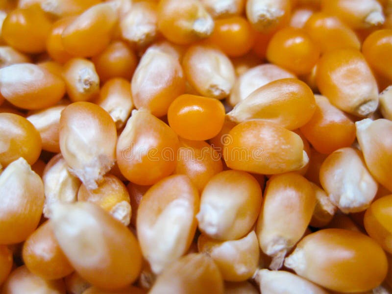 Corn Grain, for Popcorn, on a Bunch, Arranged As the Background Stock ...