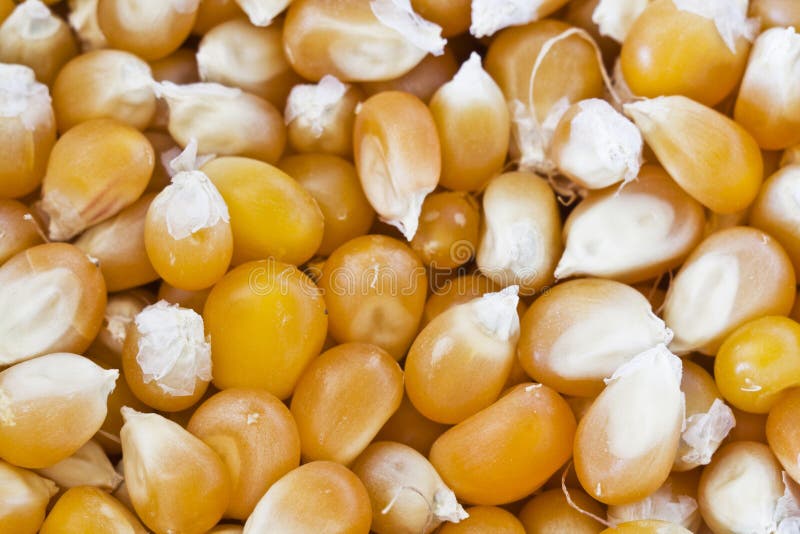 Corn Grains stock image. Image of close, crop, corn, snack - 19832749
