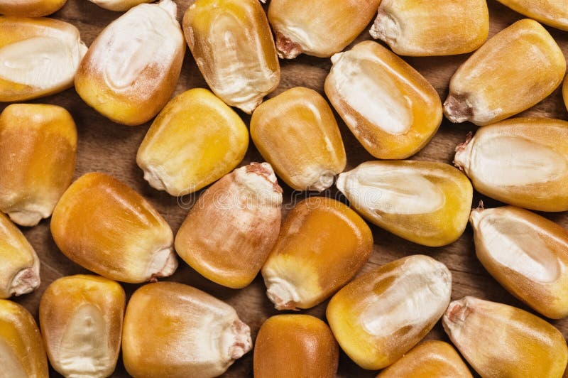 Corn Grains. Picture Image: 5450219