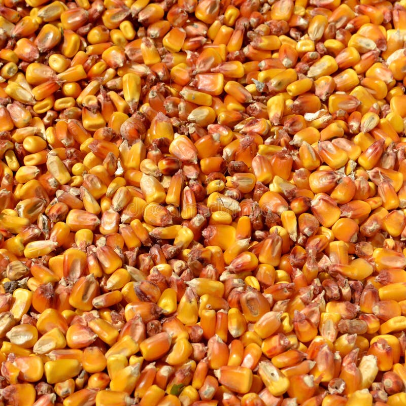 Corn grains background stock photo. Image of corn, crop - 302870552