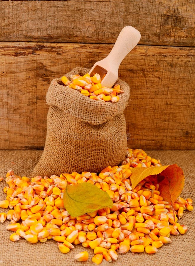 Corn grains in bag stock photo. Image of food, corn - 154170324