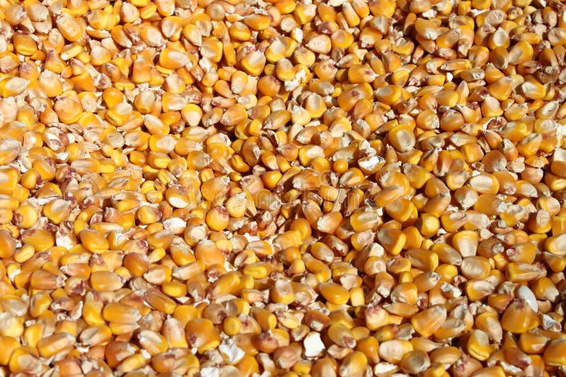 Corn grains stock photo. Image of nutrition, farm, crop - 31990182