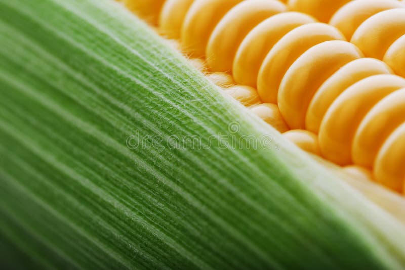 Corn Grains in Close-up Closeup, Rows of Fresh and Ripe Yellow Corn ...
