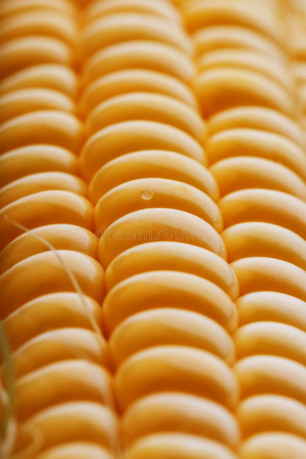 Corn Grains in Close-up Closeup, Rows of Fresh and Ripe Yellow Corn ...