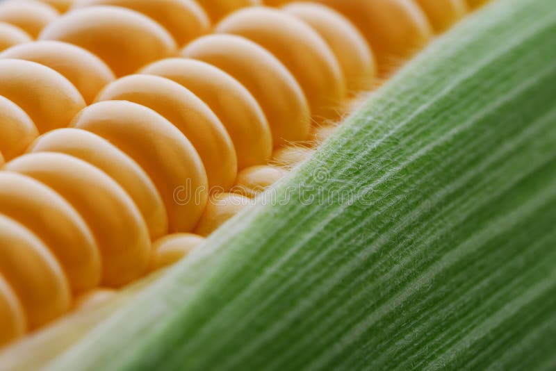 Corn Grains in Close-up Closeup, Rows of Fresh and Ripe Yellow Corn ...