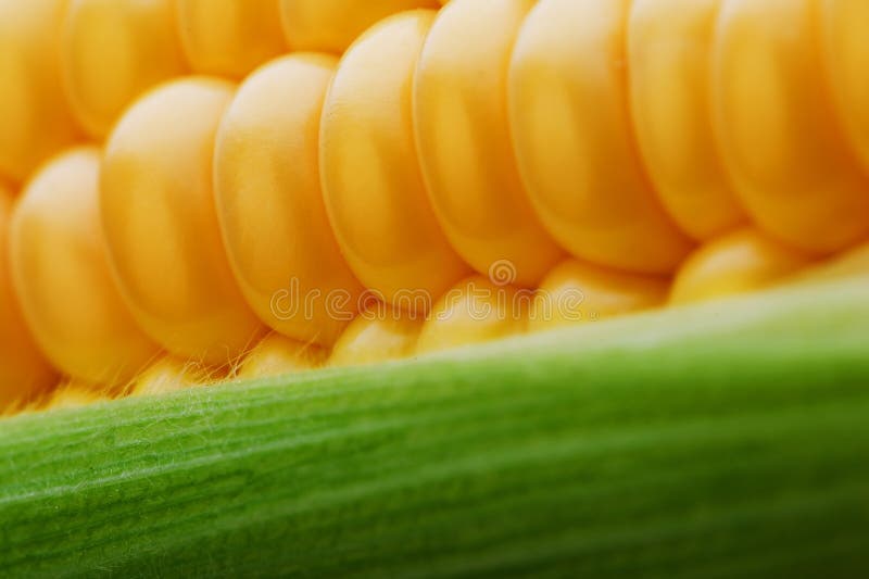 Corn Grains in Close-up Closeup, Rows of Fresh and Ripe Yellow Corn ...
