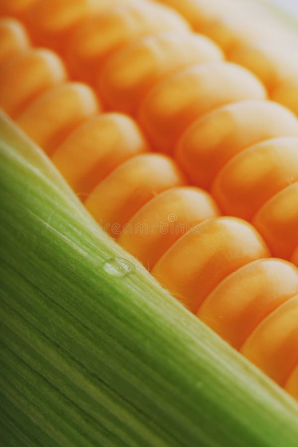 Corn Grains in Close-up Closeup, Rows of Fresh and Ripe Yellow Corn ...