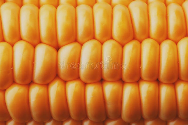 Corn Grains in Close-up Closeup, Rows of Fresh and Ripe Yellow Corn ...