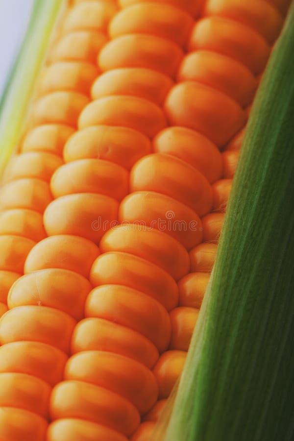Corn Grains in Close-up Closeup, Rows of Fresh and Ripe Yellow Corn ...
