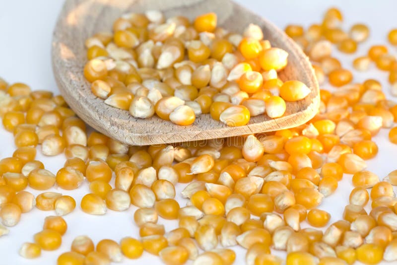 Corn grains stock photo. Image of grained, healthy, isolated - 39197214