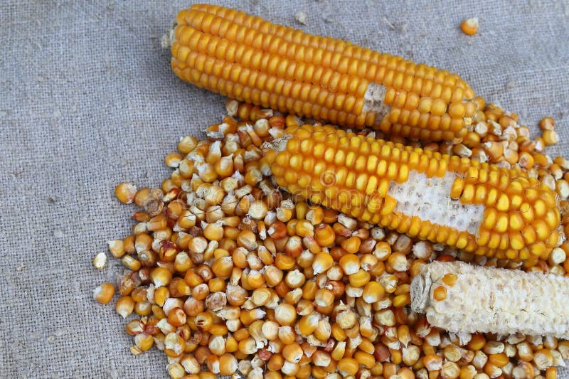 Corn Grains and Cobs. Corn Grains Background. Popcorn Kernels. Macro ...