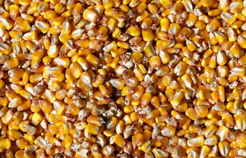 Corn grains stock photo. Image of cultivation, maize - 100192162