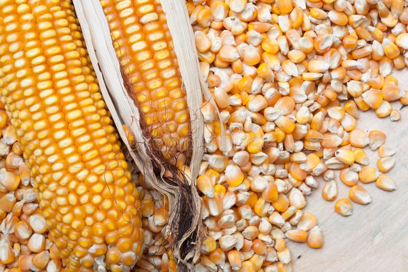 Corn grains stock photo. Image of effect, organic, close - 43458666