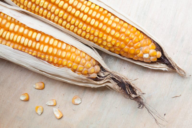 Corn grains stock photo. Image of nature, crop, farm - 43458678