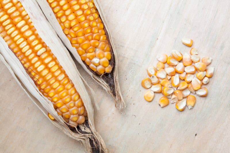 Corn grains stock photo. Image of food, closeup, crop - 43458872