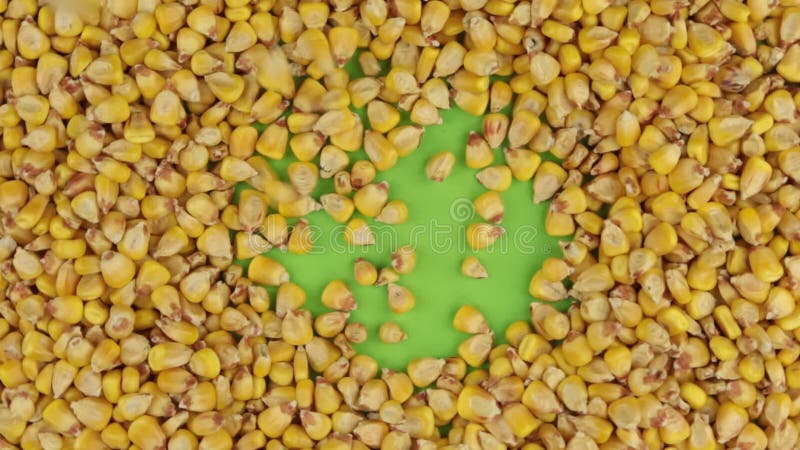 Corn Grains Fall on a Rotating Green Screen, Fill Up To a Full Corn ...