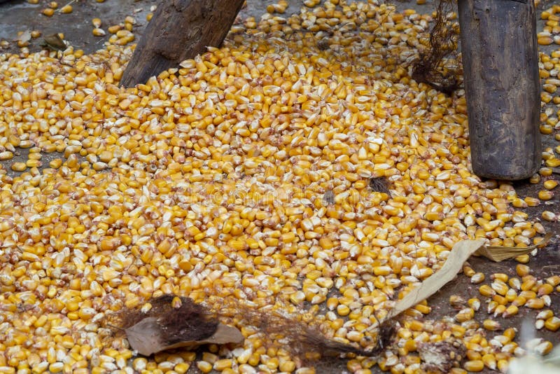 Corn Grains on the Floor Details Stock Photo - Image of handful, grain ...