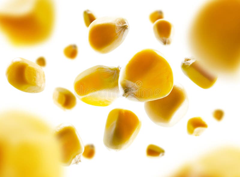 Corn Grains Fly and Levitate in Space. Volumetric Light from Behind ...