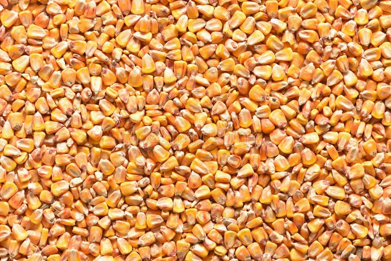 Corn Grains Full Frame Cover As Background and Texture Stock Image ...