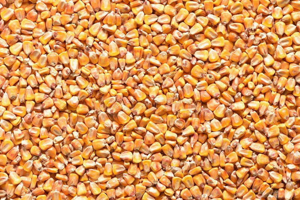Corn Grains Full Frame Cover As Background and Texture Stock Image ...