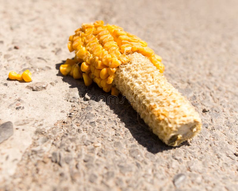 756 Ground Corn Grains Stock Photos - Free & Royalty-Free Stock Photos ...