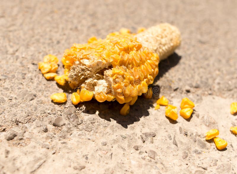 Corn with Grains Lies on the Ground Stock Photo - Image of sweet, maize ...