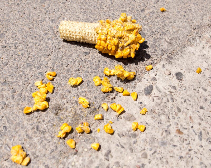 Corn with Grains Lies on the Ground Stock Photo - Image of ripe ...