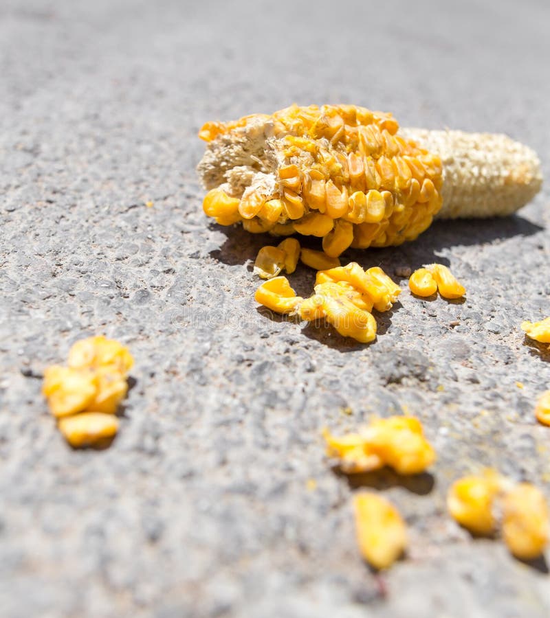 Corn with Grains Lies on the Ground Stock Photo - Image of ground ...
