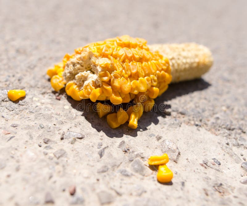 Corn with Grains Lies on the Ground Stock Photo - Image of background ...