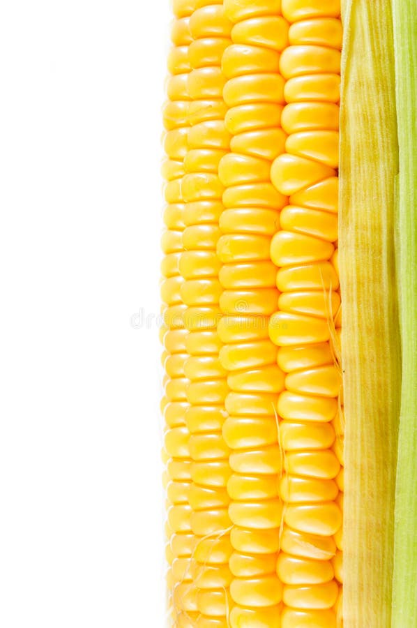 Corn, Grains of Ripe Corn stock photo. Image of harvest - 49983326