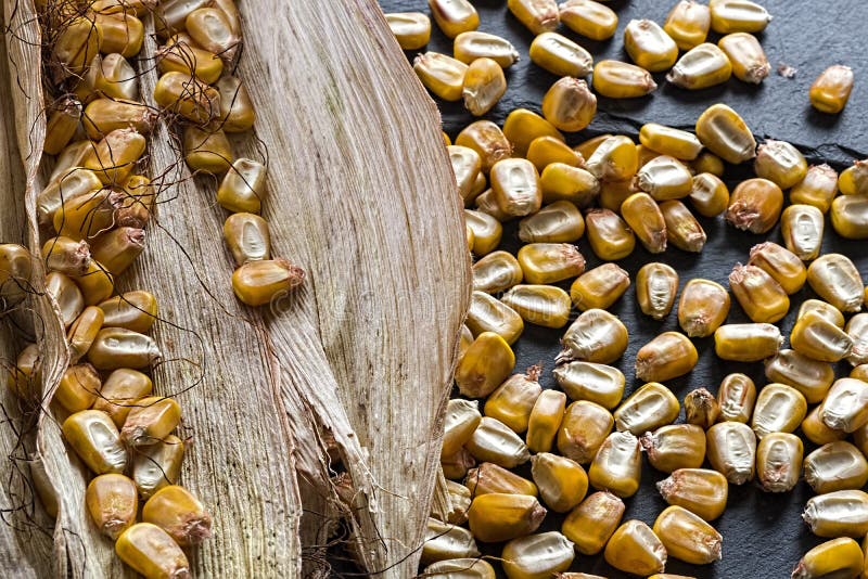 Corn Grains on Rustic Dark Stone Background. Good Harvest. Stock Image ...