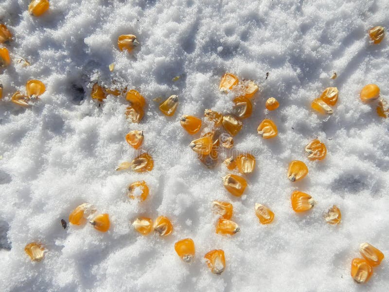 Corn in grains on snow stock photo. Image of storage - 89168392