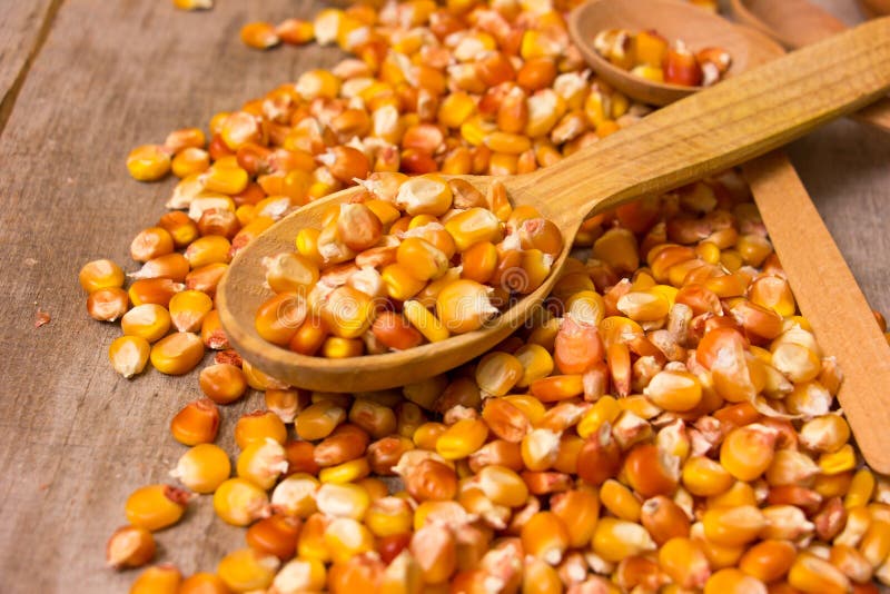 Corn grains stock image. Image of organic, ingredient - 66364811