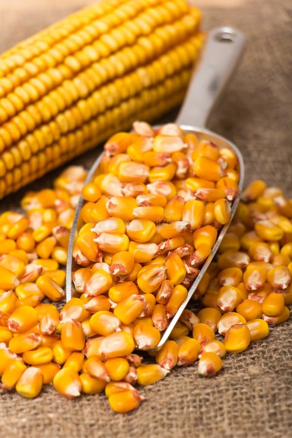 Corn grains stock image. Image of grains, agriculture - 59208925