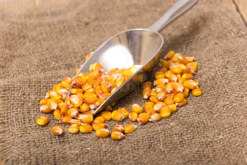 Corn grains stock image. Image of biology, closeup, ingredient - 59209129