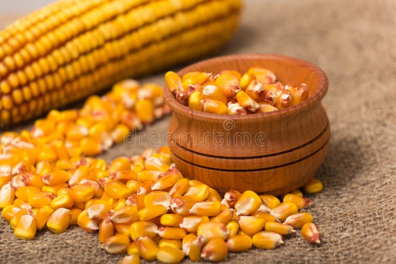 Corn grains stock image. Image of maize, color, leaf - 59208935