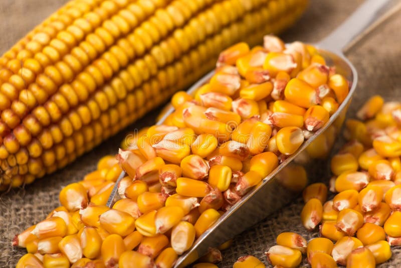 Corn grains stock image. Image of natural, kernel, autumn - 59208913