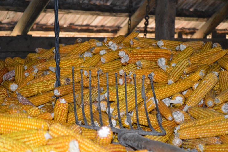 Corn stock image. Image of fork, roof, harvest, vegetables - 50260437